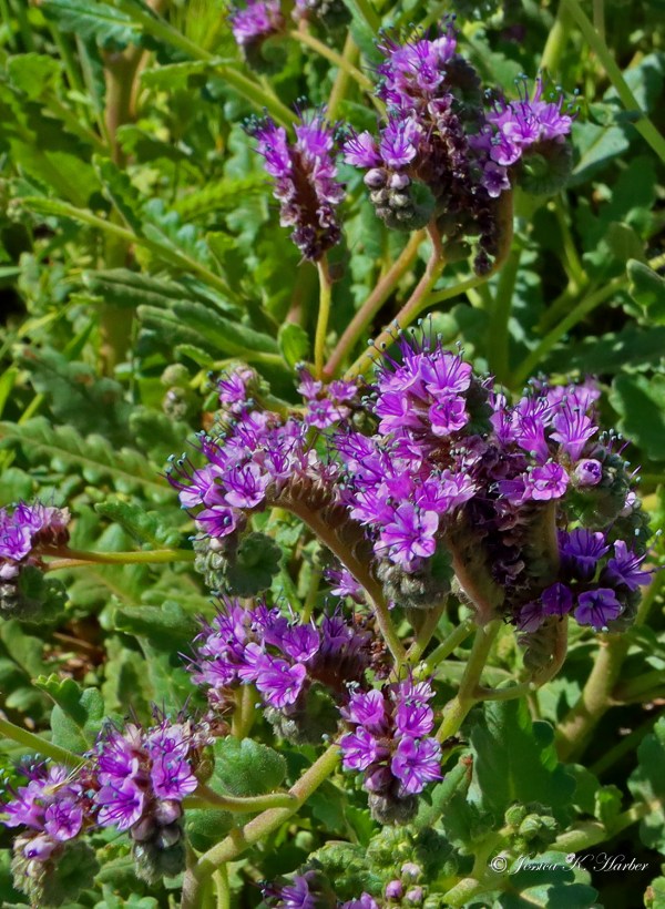 The Texas Coast & Texas Sandfest (Pt 1) – My Side of the Adventure